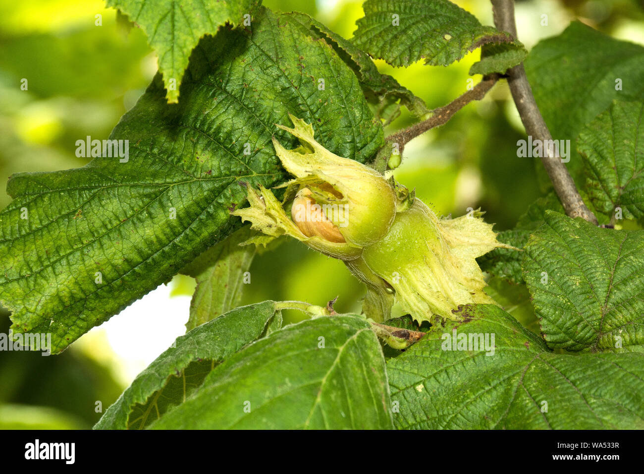 Hazelnut fruits on plant in the Langhe in Piedmont Italy Stock Photo ...