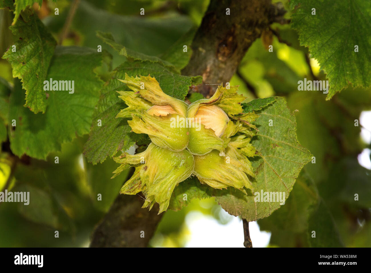 Hazelnut fruits on plant in the Langhe in Piedmont Italy Stock Photo ...