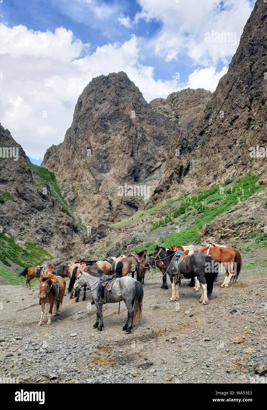 Horses at Yol Valley, Gobi Desert, Mongolia Stock Photo - Alamy