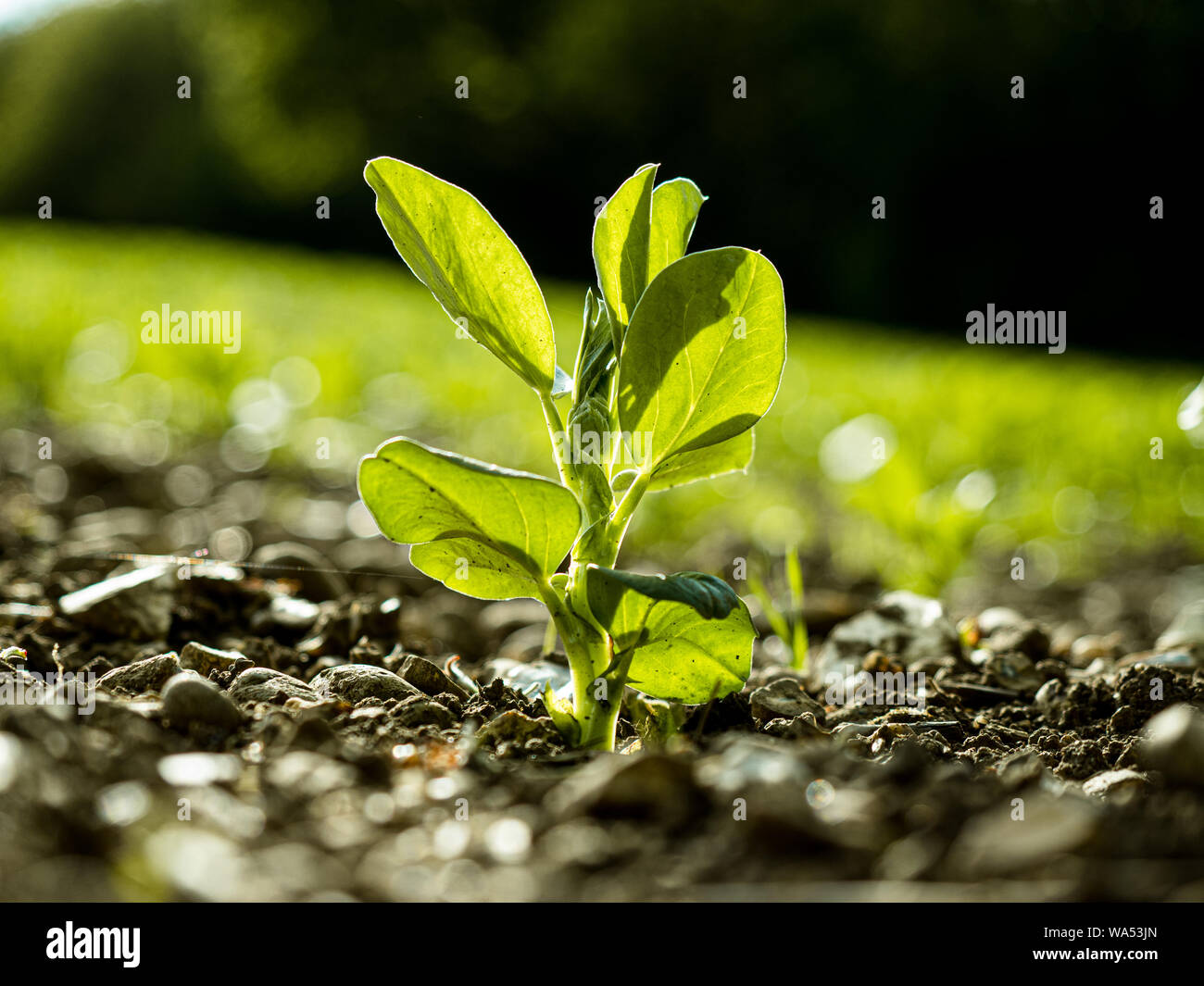 Seedling photos hi-res stock photography and images - Alamy