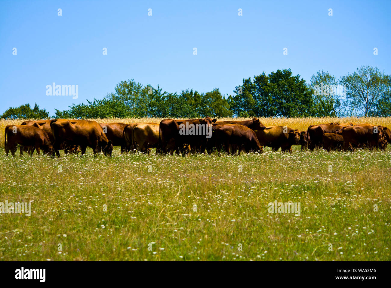 Big cow hi-res stock photography and images - Alamy