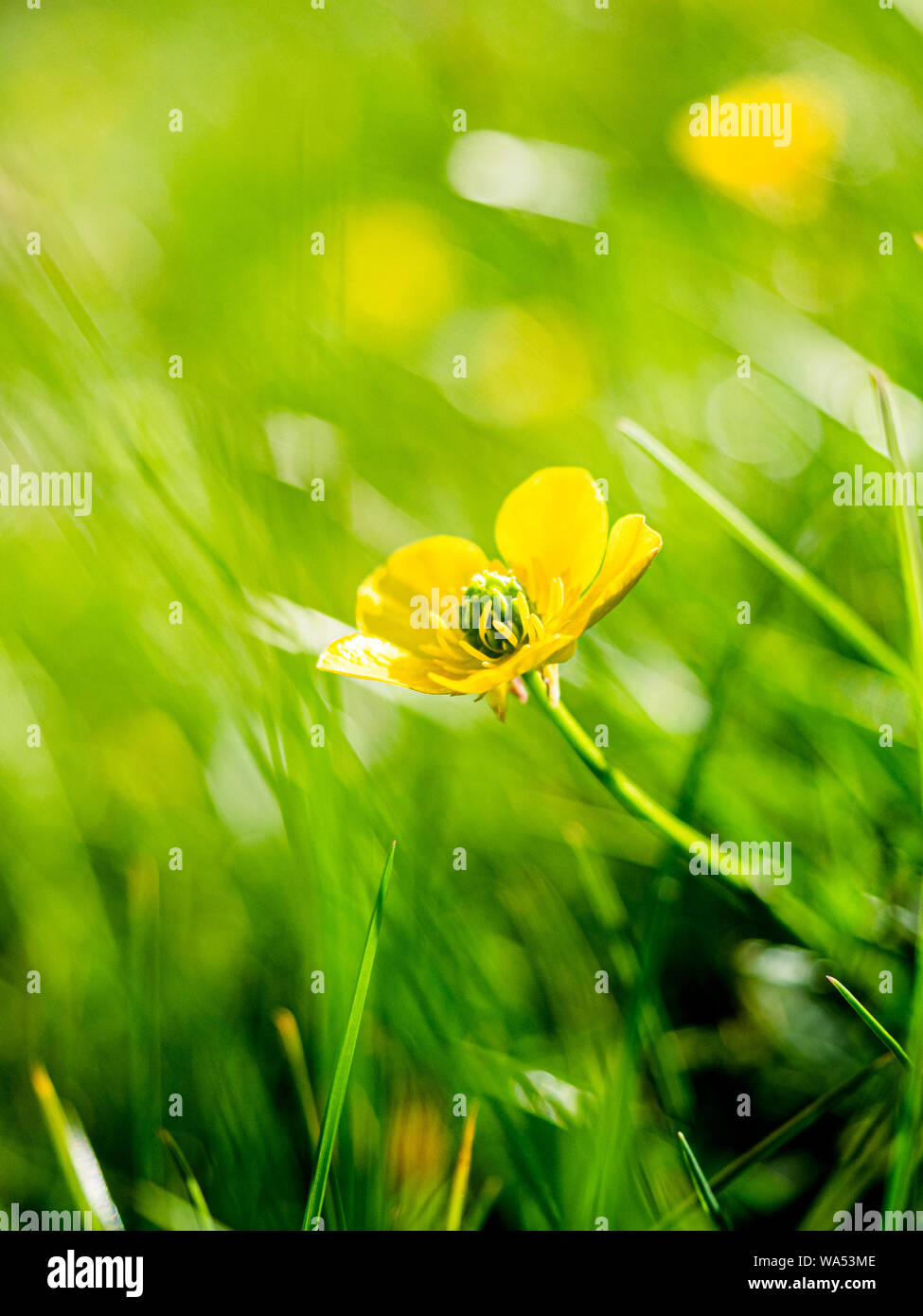 Wild buttercup growing in a field Stock Photo - Alamy