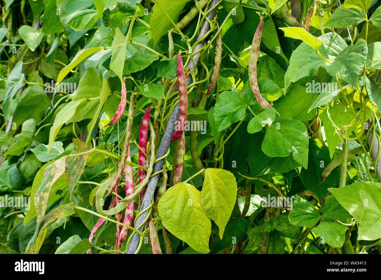 Climbing red bean Stock Photo - Alamy