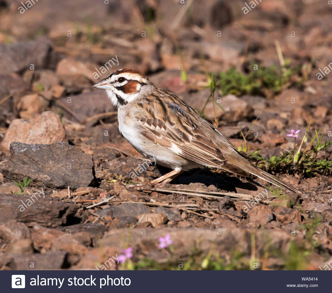 Sparrows Feeding High Resolution Stock Photography and Images - Alamy