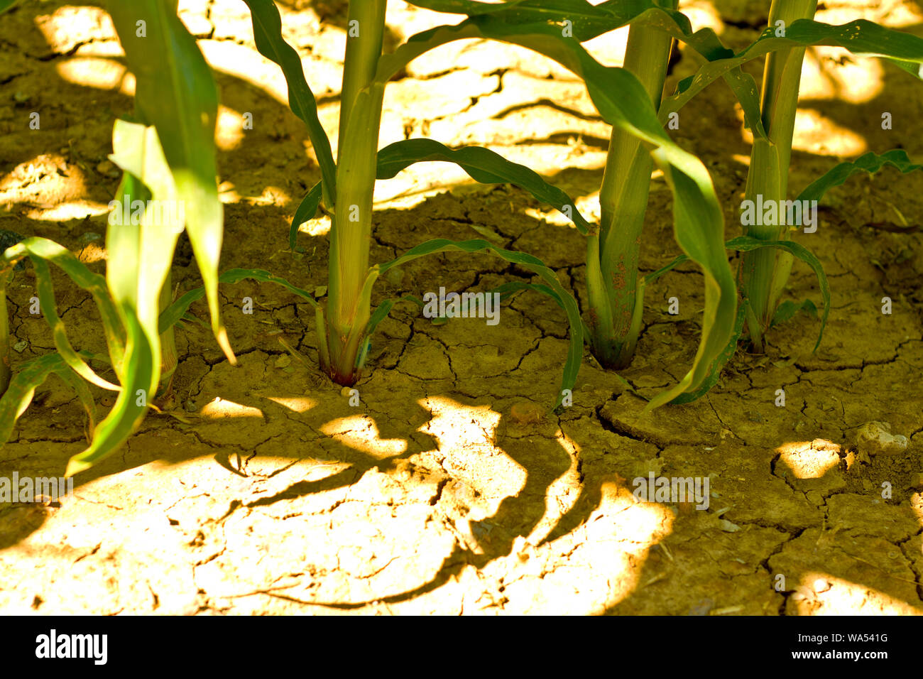 Dry drought stricken farm corn field dirt Stock Photo - Alamy