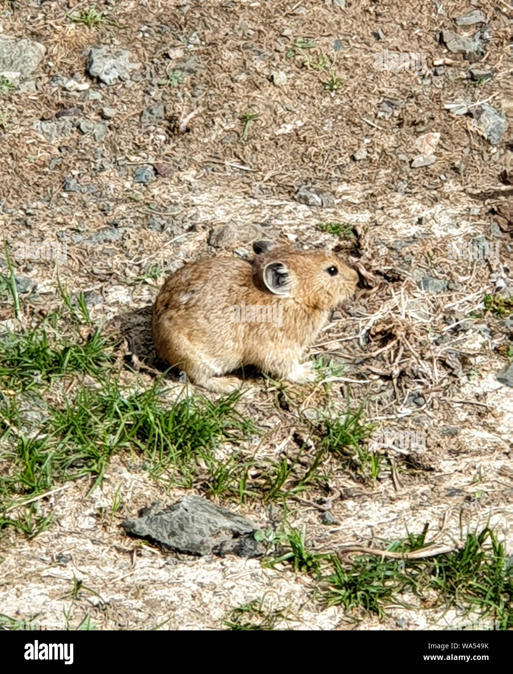 Desert hamster hi-res stock photography and images - Alamy