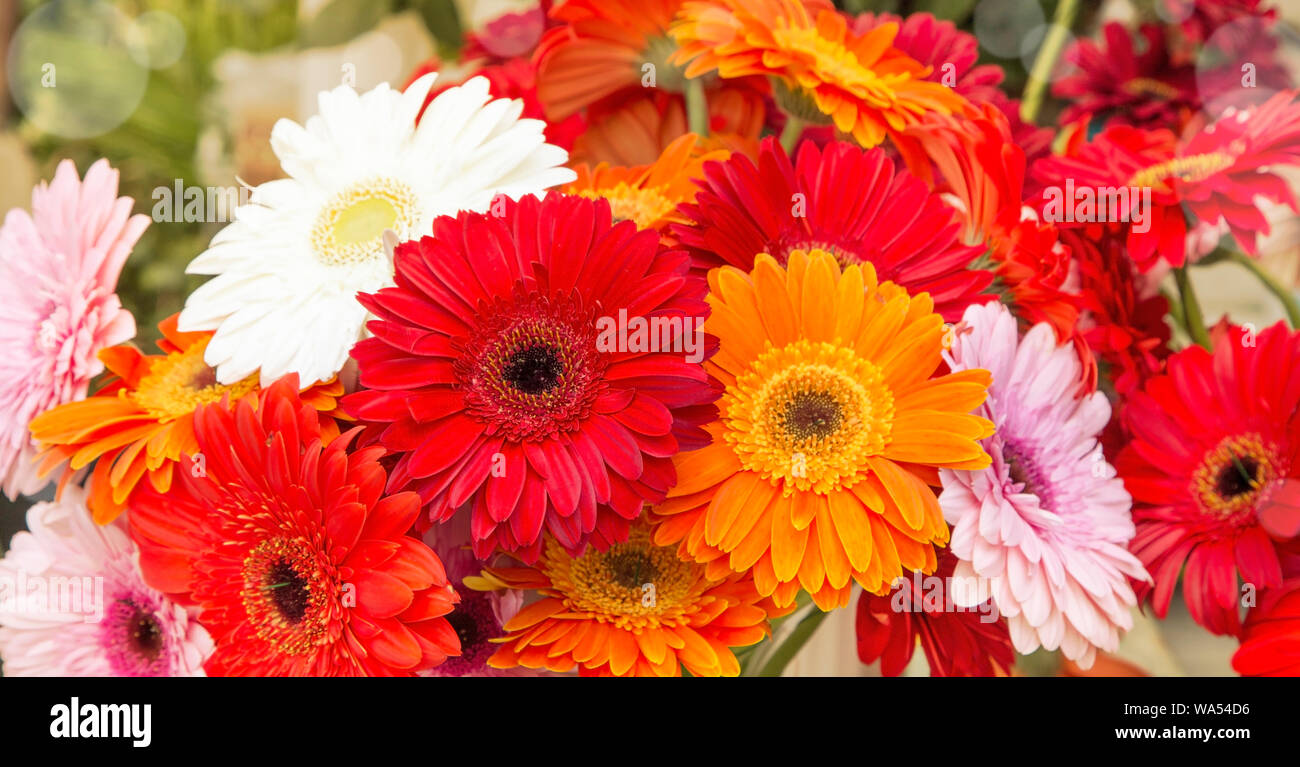 Colorful gerbera daisy flowers close up Stock Photo - Alamy