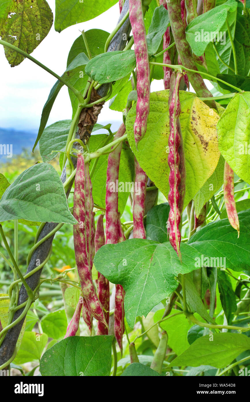 Climbing red bean Stock Photo - Alamy