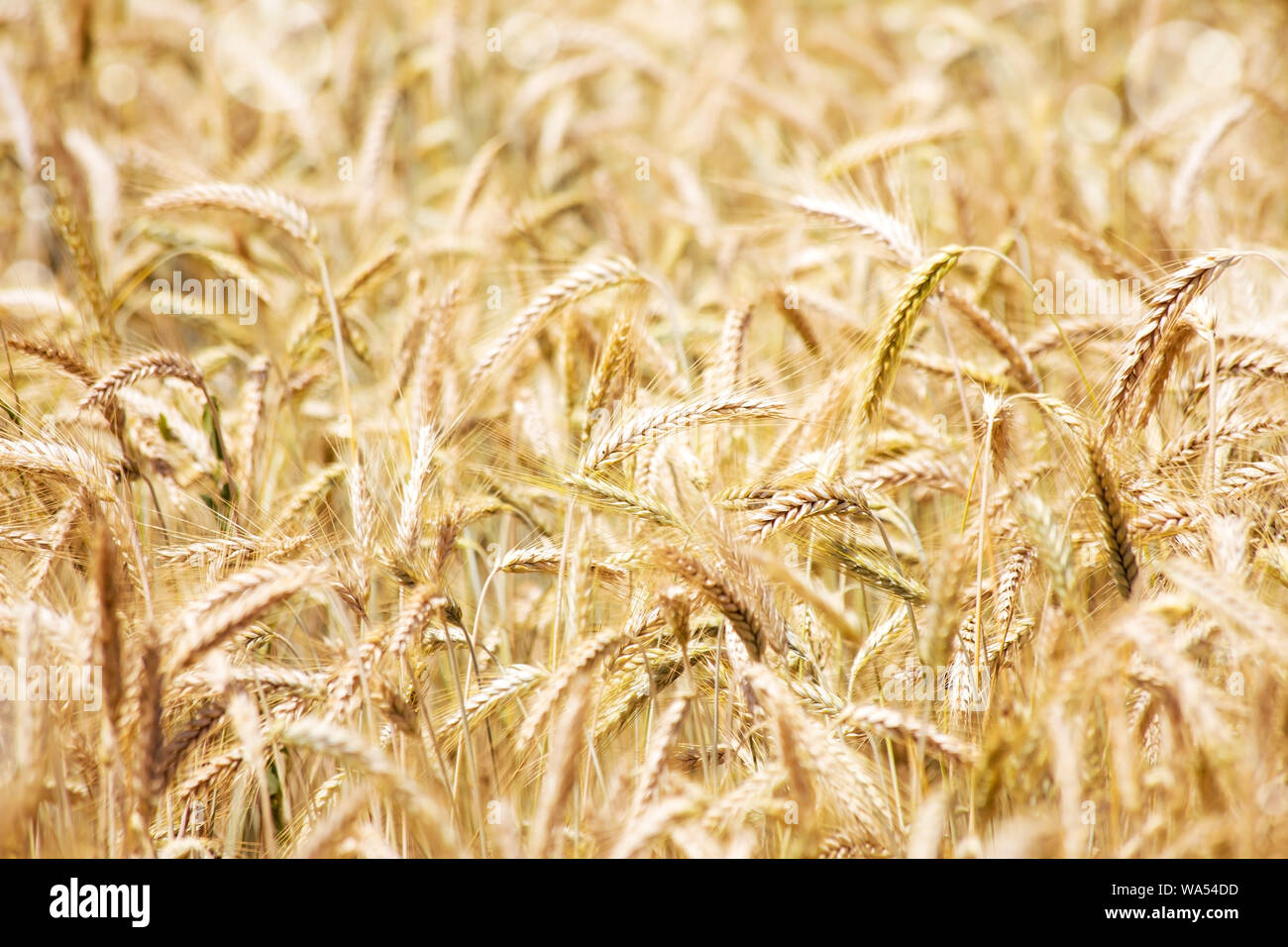 Wheat stems hi-res stock photography and images - Alamy