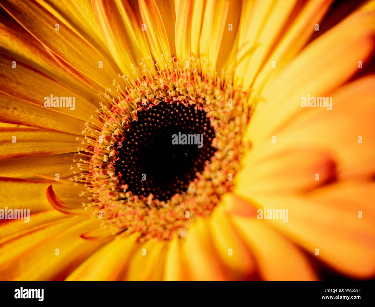 Gerbera daisy petals hi-res stock photography and images - Alamy