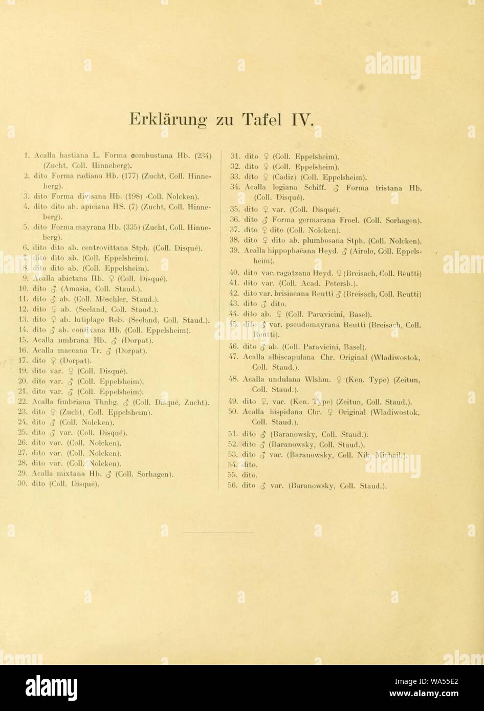 Tortricidae hi-res stock photography and images - Alamy