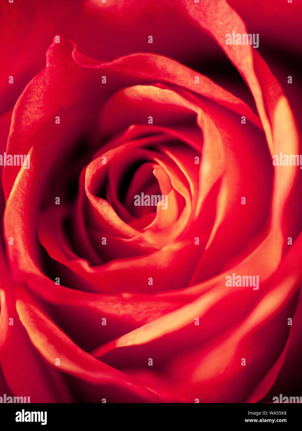 Red Rose close up Stock Photo - Alamy
