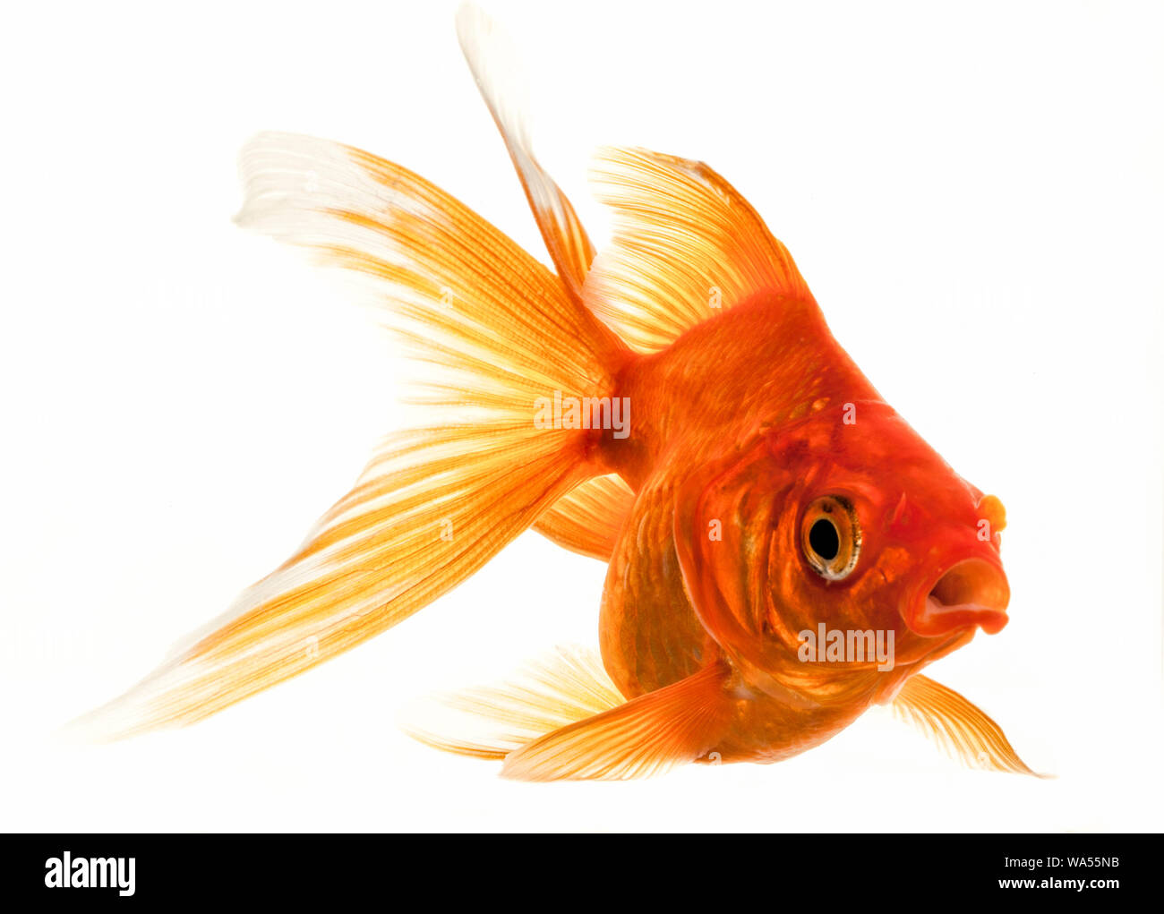 Isolated Approaching Goldfish swimming towards camera, close-up on ...