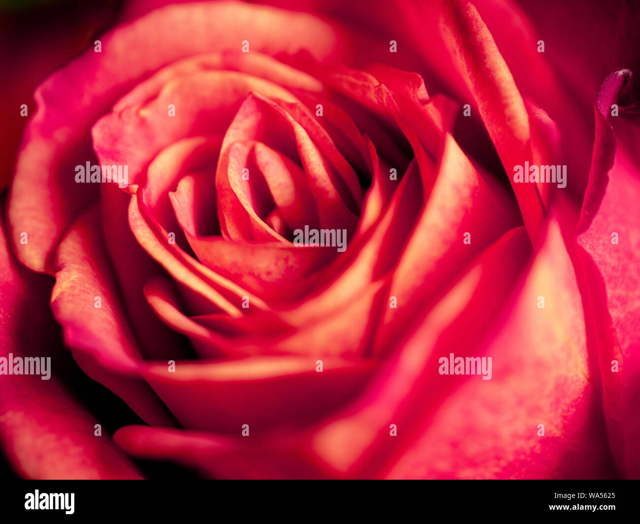 Red Rose close up Stock Photo - Alamy
