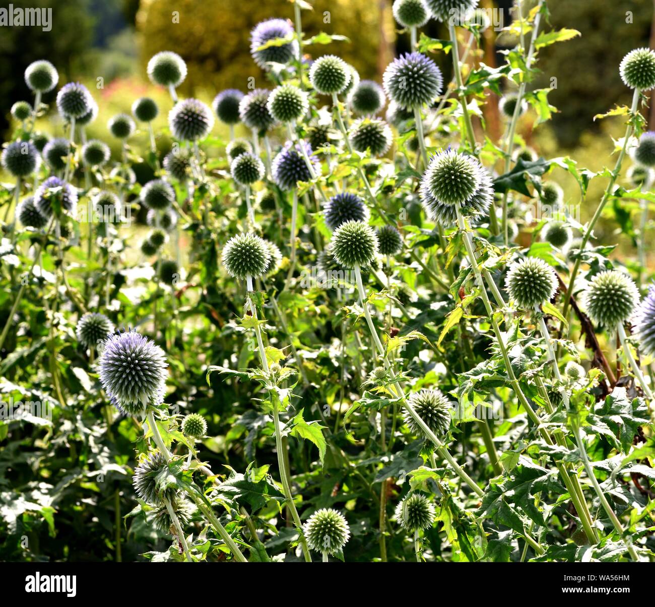 Drift of flowers hi-res stock photography and images - Alamy