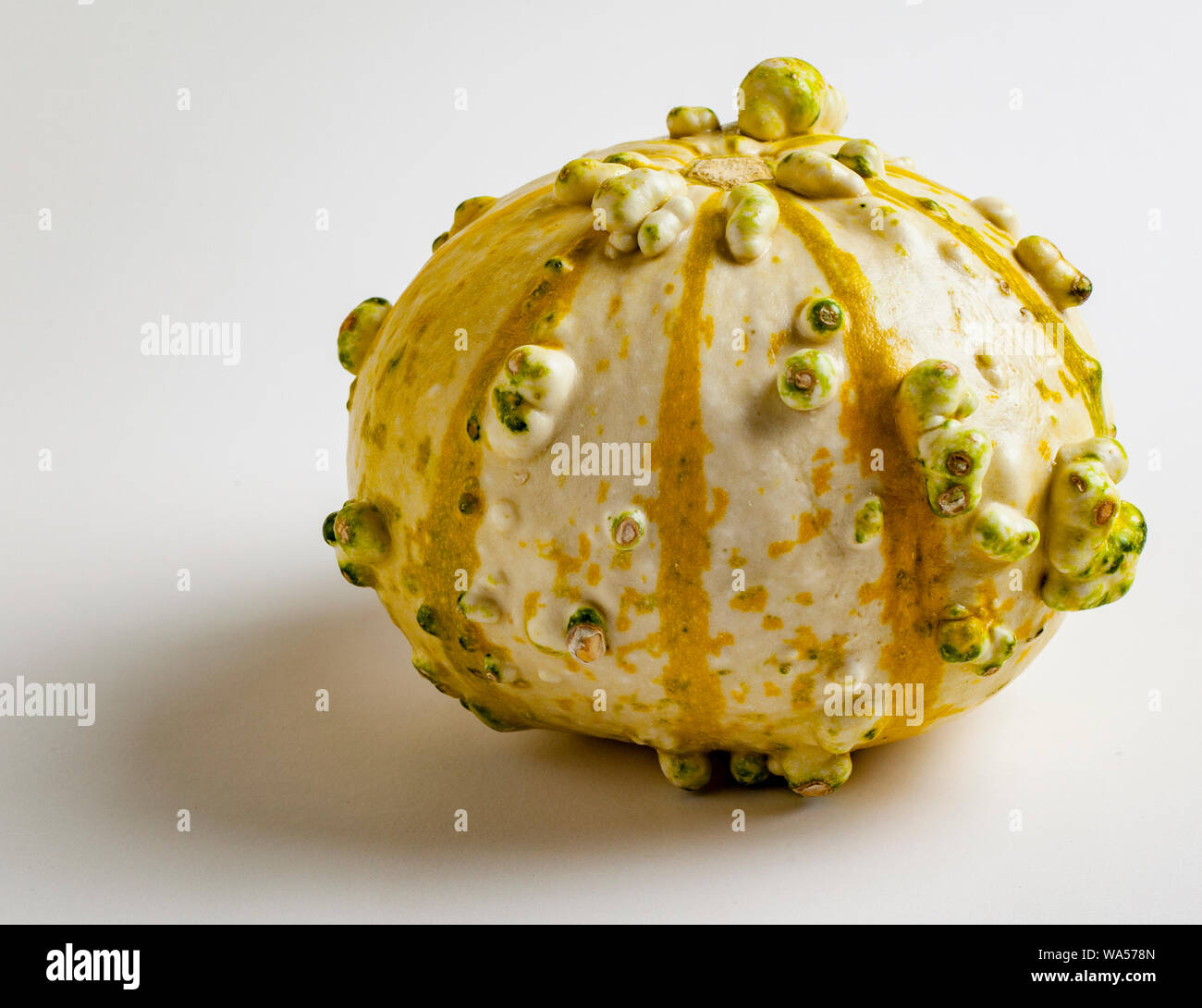One Decorative Gourd on a White Background Stock Photo - Alamy