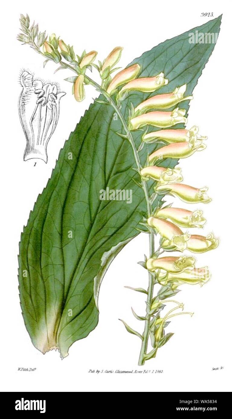 Digitalis lutea Cut Out Stock Images & Pictures - Alamy