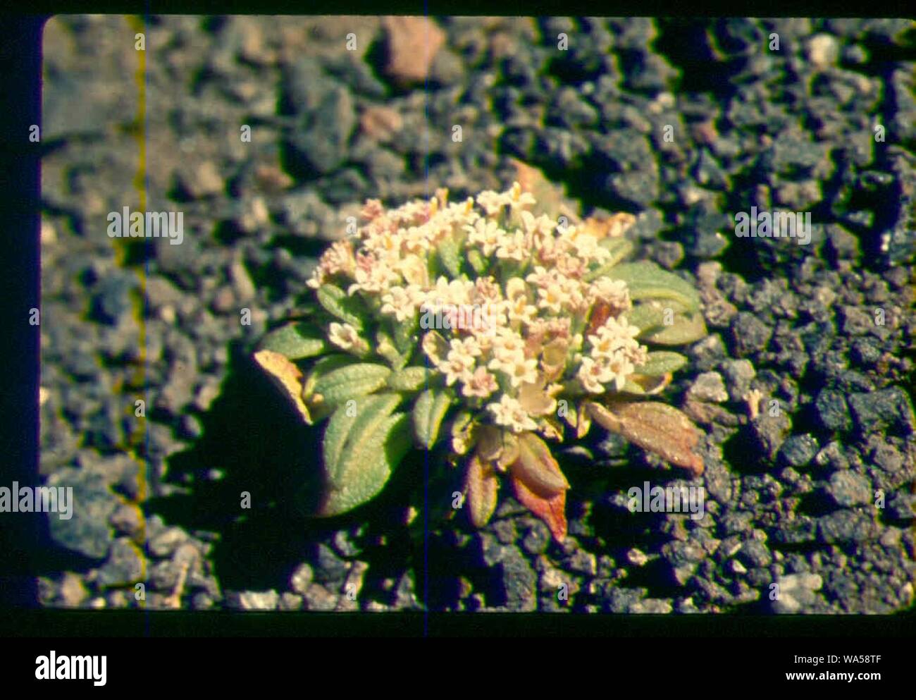 Howellii hi-res stock photography and images - Alamy