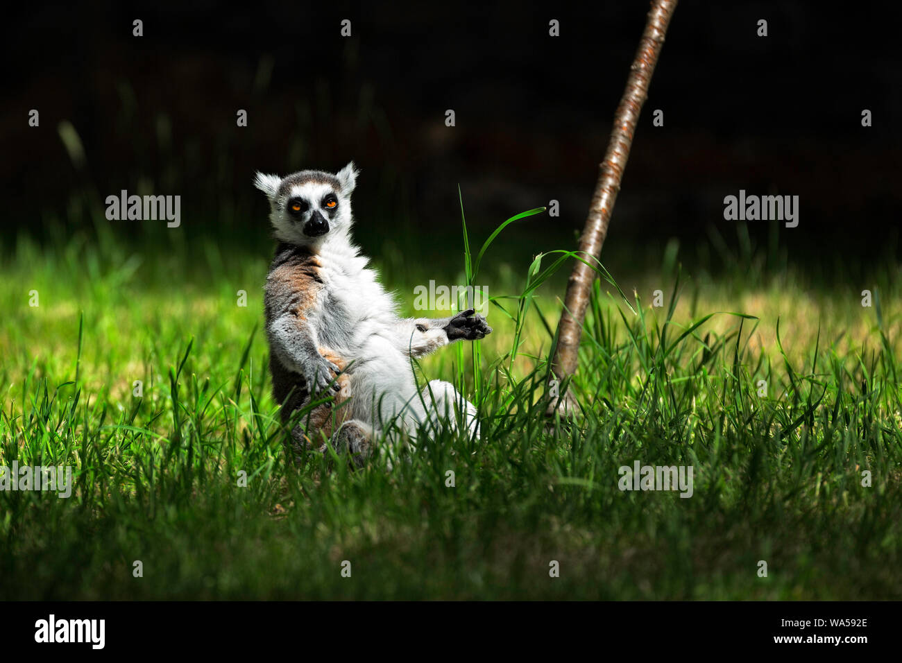 Zen and the art of being a Lemur Stock Photo - Alamy