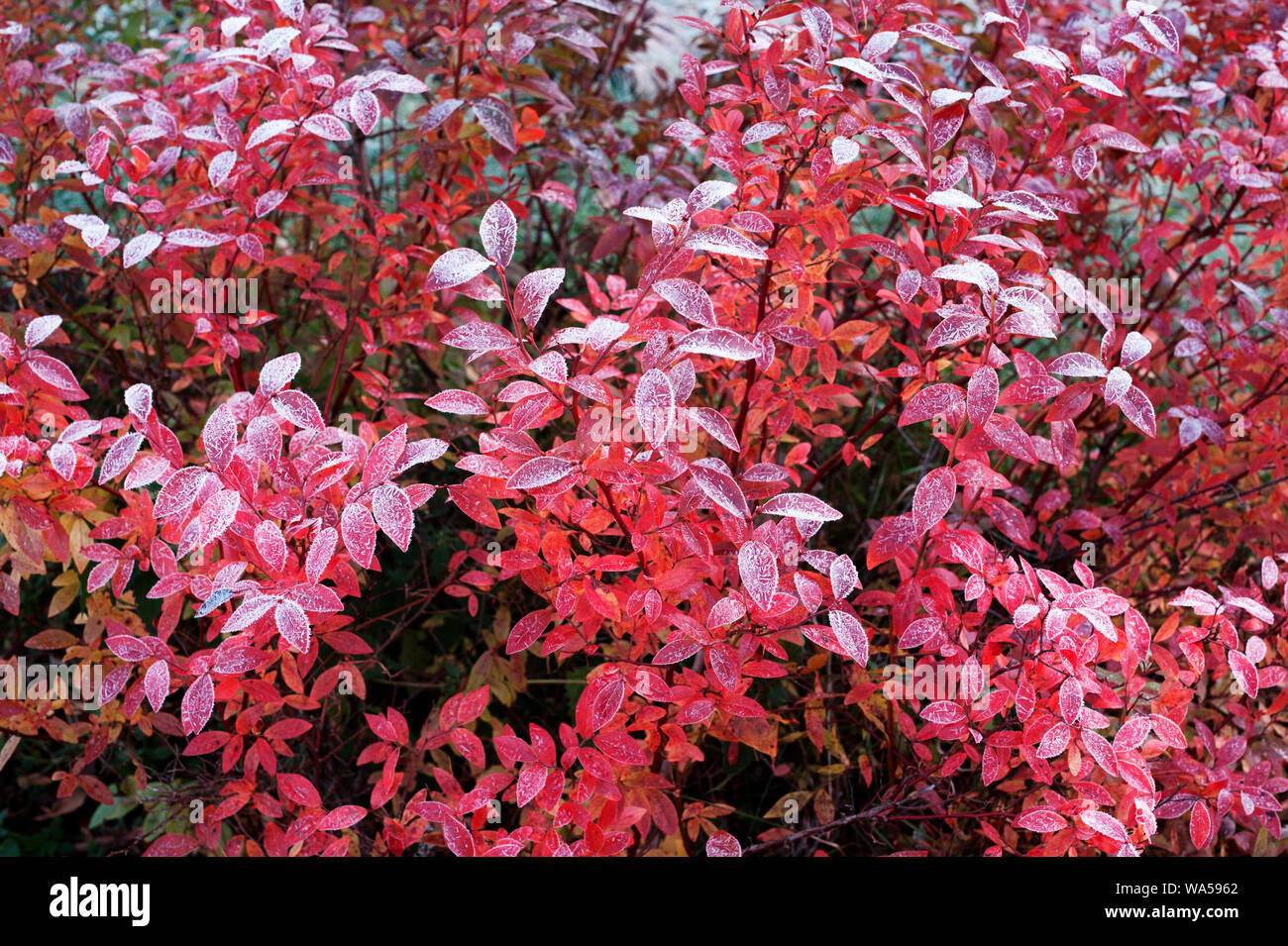Huckleberry leaf hi-res stock photography and images - Alamy
