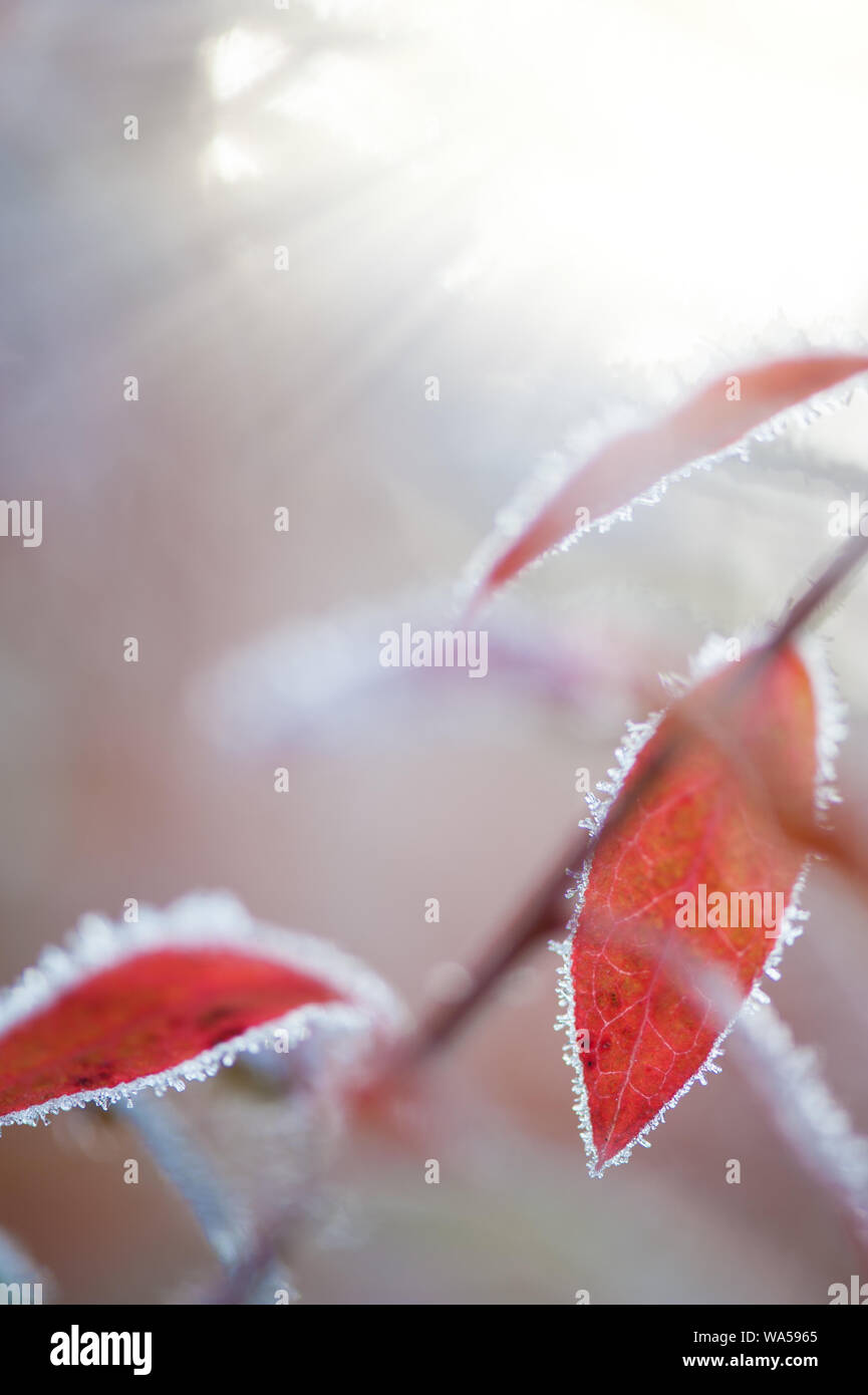 Huckleberry tree hi-res stock photography and images - Alamy