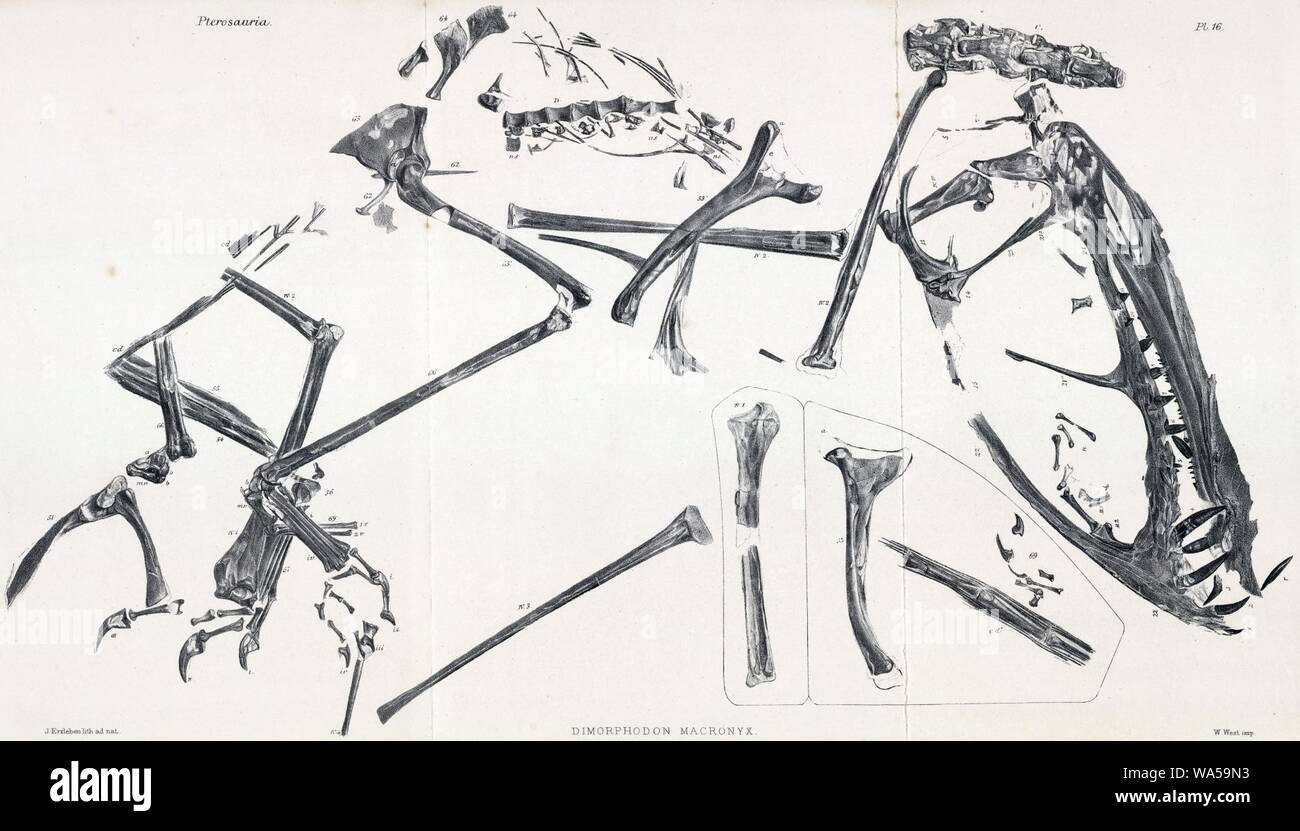 Dimorphodon hi-res stock photography and images - Alamy