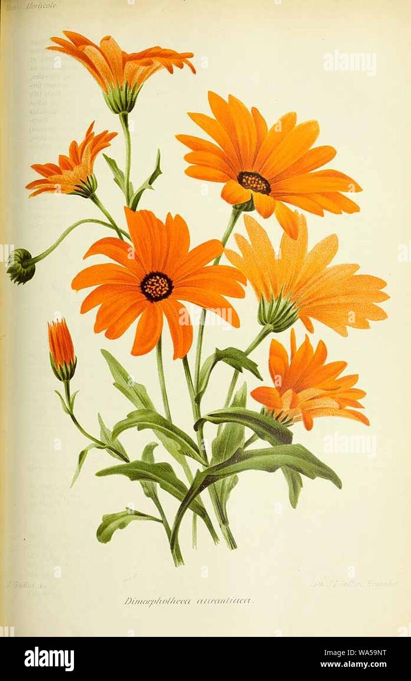 Dimorphotheca sinuata hi-res stock photography and images - Alamy