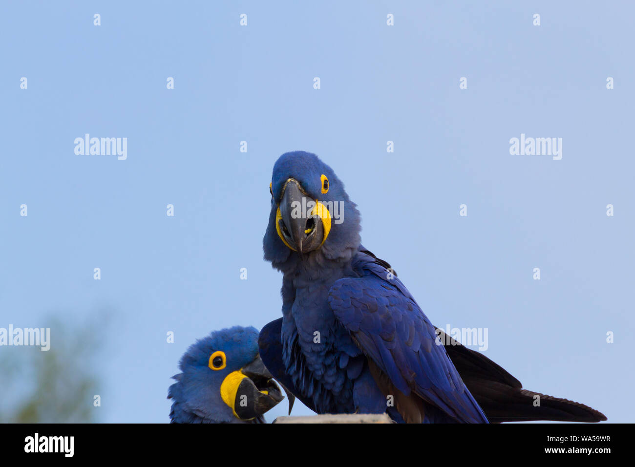 Couple of Hyacinth macaw from Pantanal, Brazil. Brazilian wildlife ...