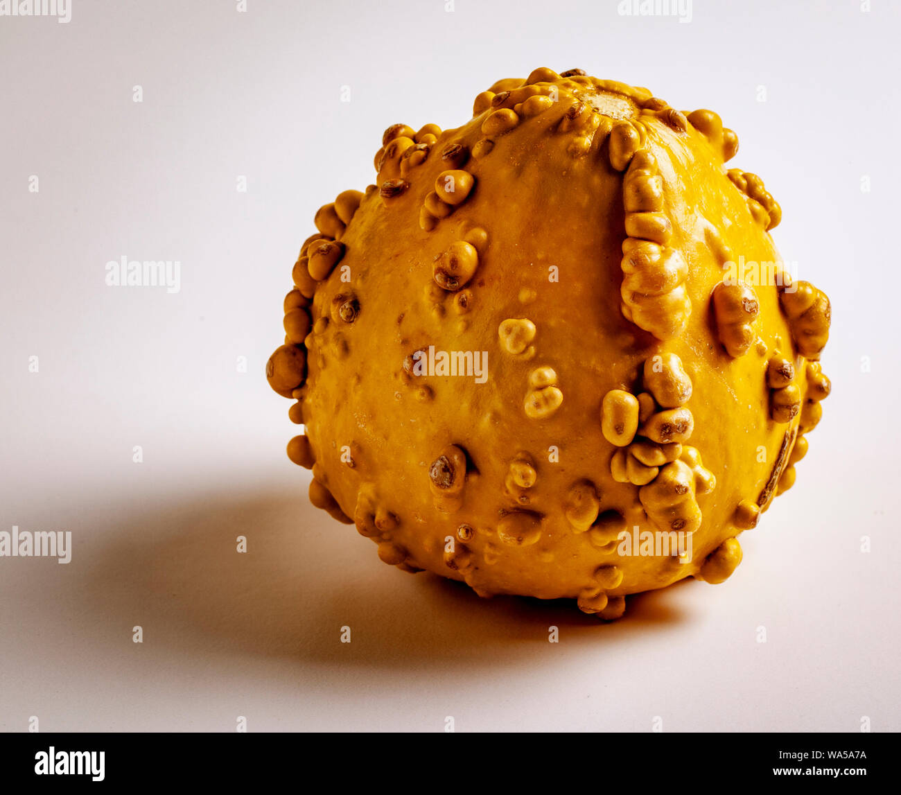 One Decorative Gourd on a White Background Stock Photo - Alamy