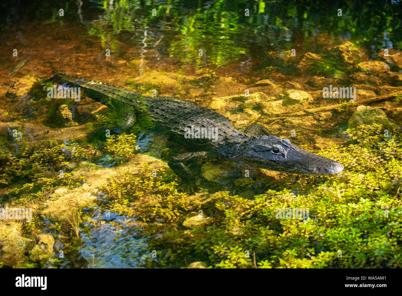 Florida swamp, Everglades National Park. USA Stock Photo - Alamy