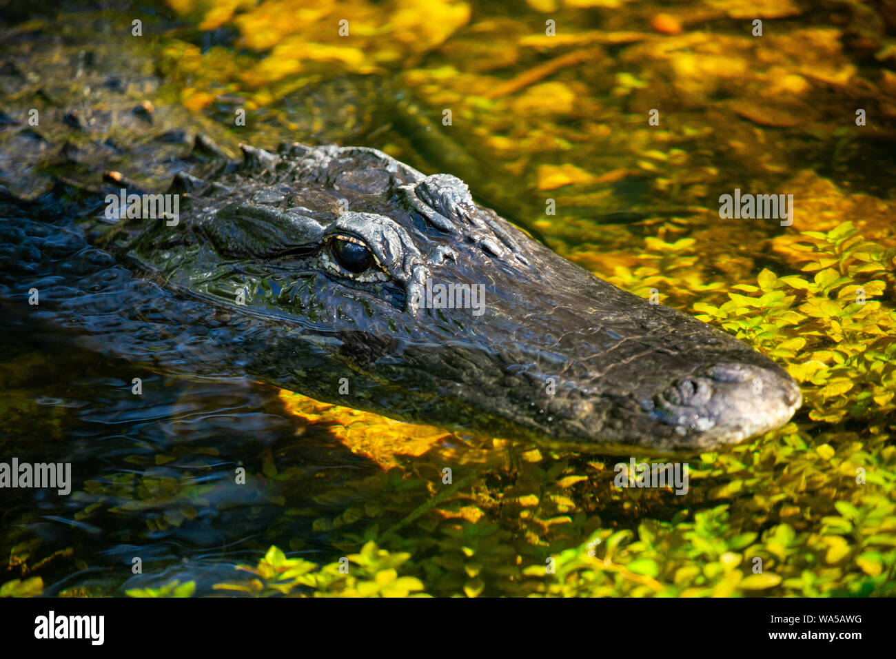 Florida swamp, Everglades National Park. USA Stock Photo - Alamy