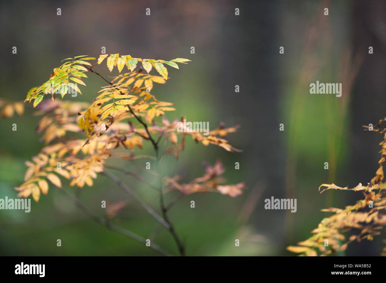 Rowan tree leaves hi-res stock photography and images - Alamy