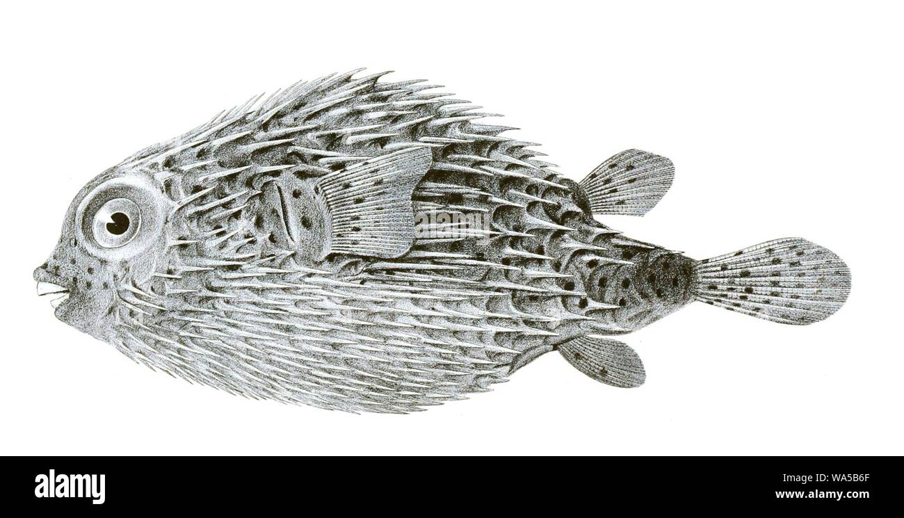 Diodon hystrix Achilles 179 Stock Photo - Alamy