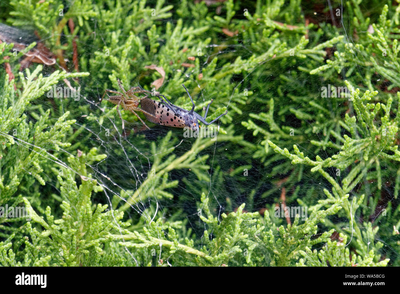 Nurseryweb spider has caught a spotted lantern fly in its web on an ...