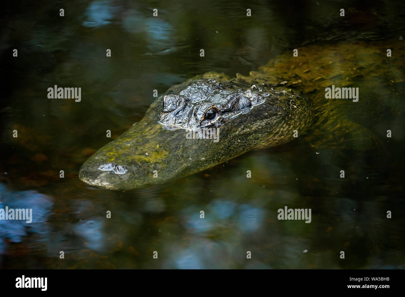 Florida swamp, Everglades National Park. USA Stock Photo - Alamy