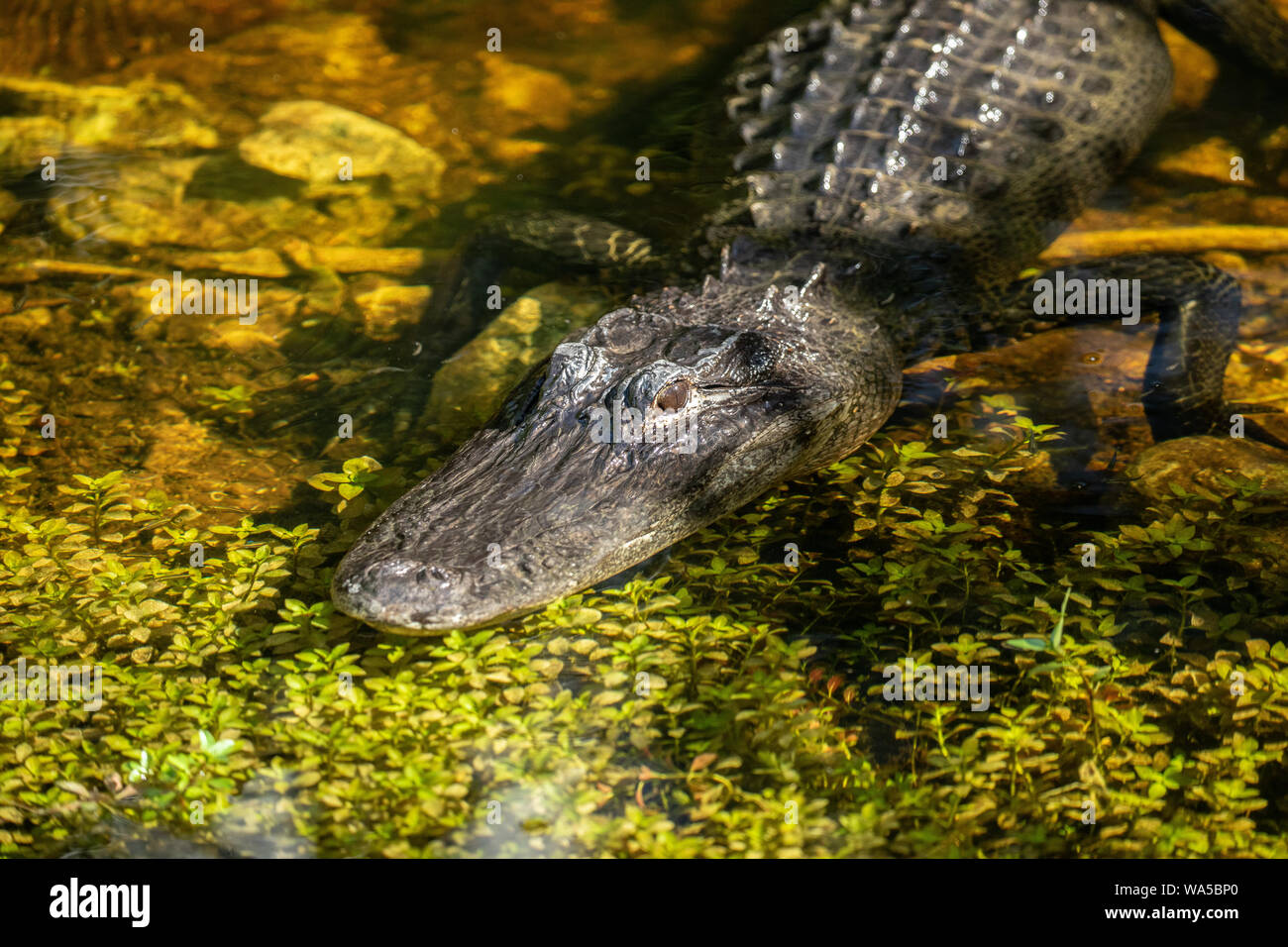 Florida swamp, Everglades National Park. USA Stock Photo - Alamy