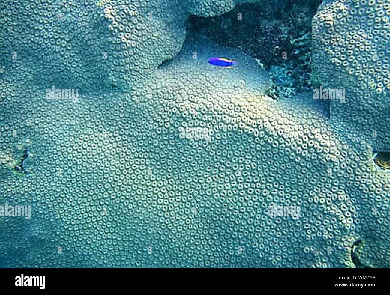 Diploastrea hi-res stock photography and images - Alamy