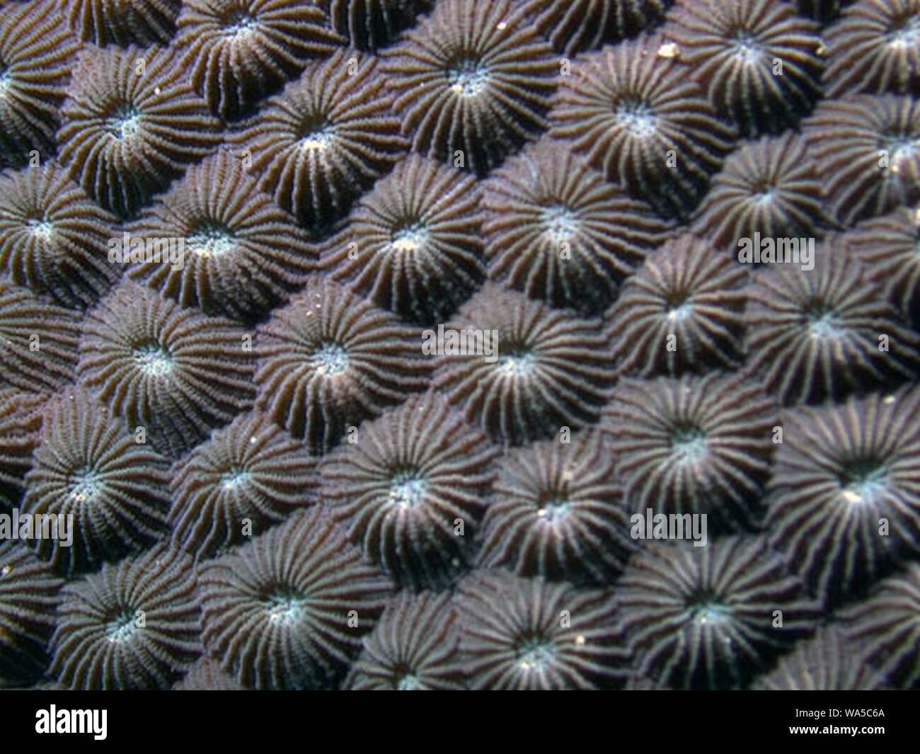 Diploastrea heliopora hi-res stock photography and images - Alamy