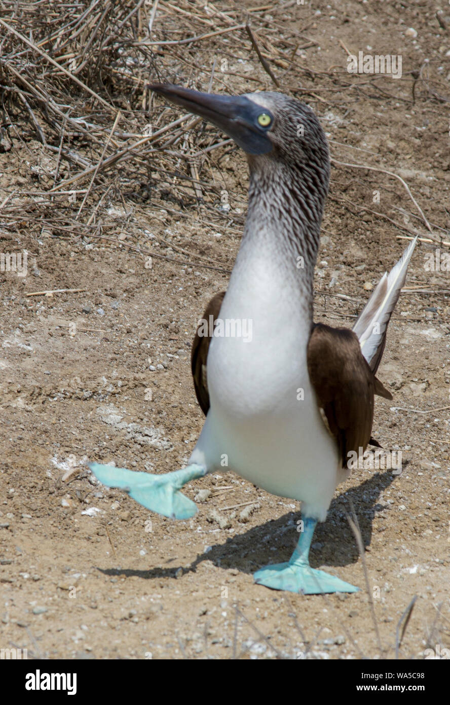 An adult male blue footed booby performs a typical mating dance ...