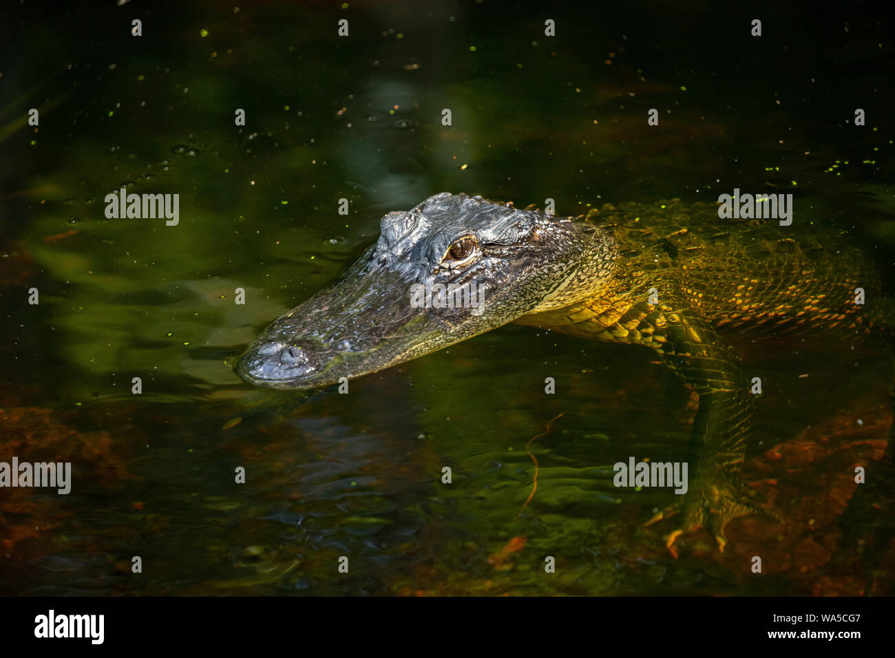 Florida swamp, Everglades National Park. USA Stock Photo - Alamy