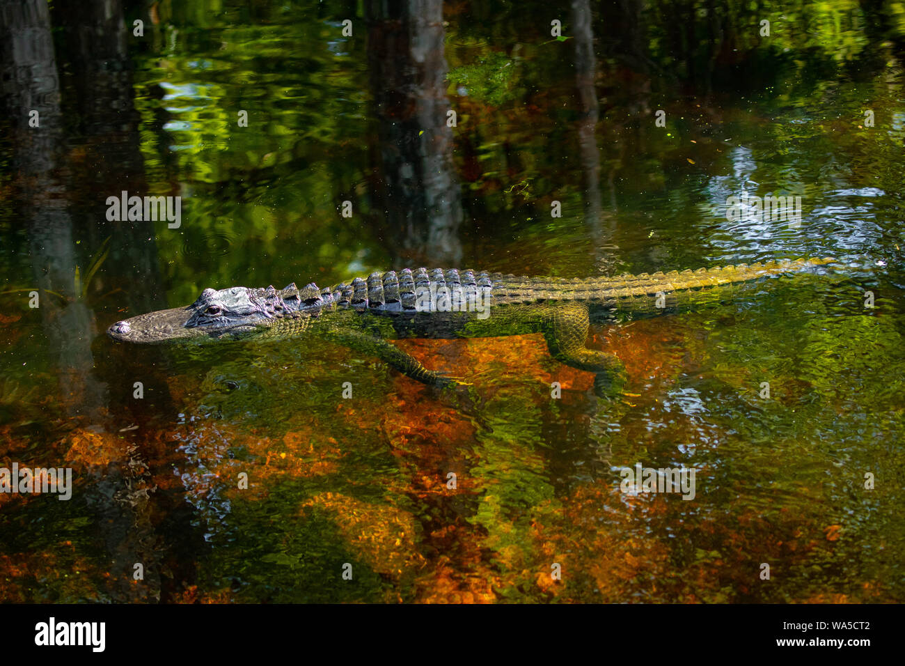 Florida swamp, Everglades National Park. USA Stock Photo - Alamy
