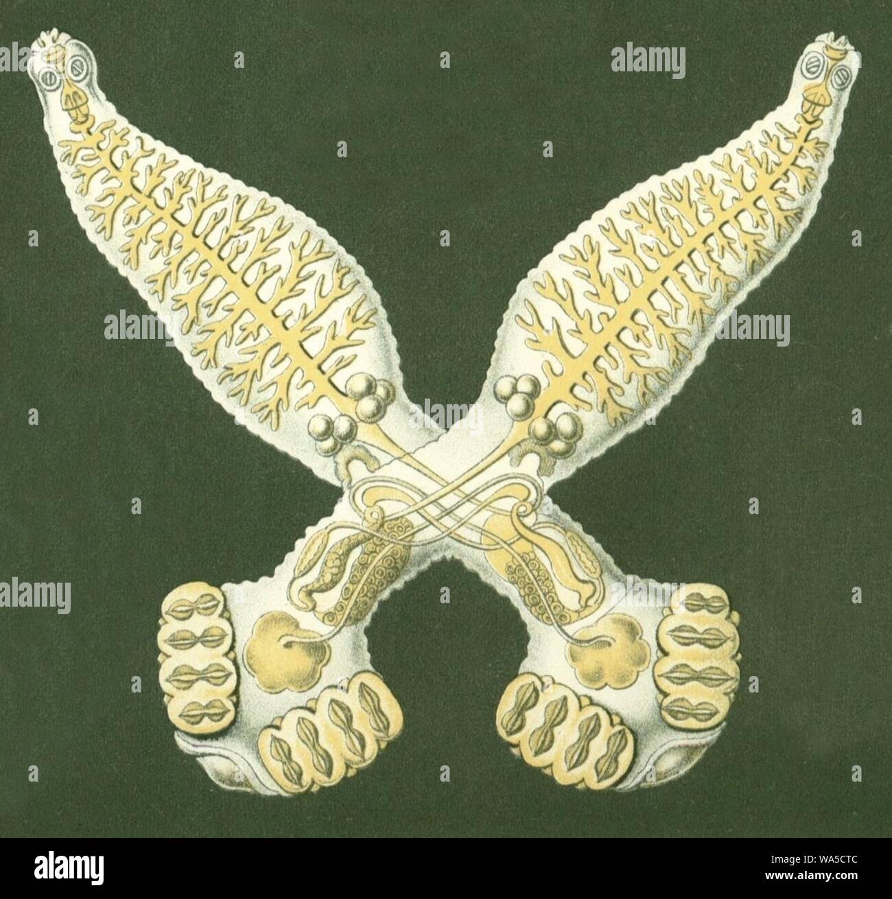 Diplozoon paradoxum hi-res stock photography and images - Alamy