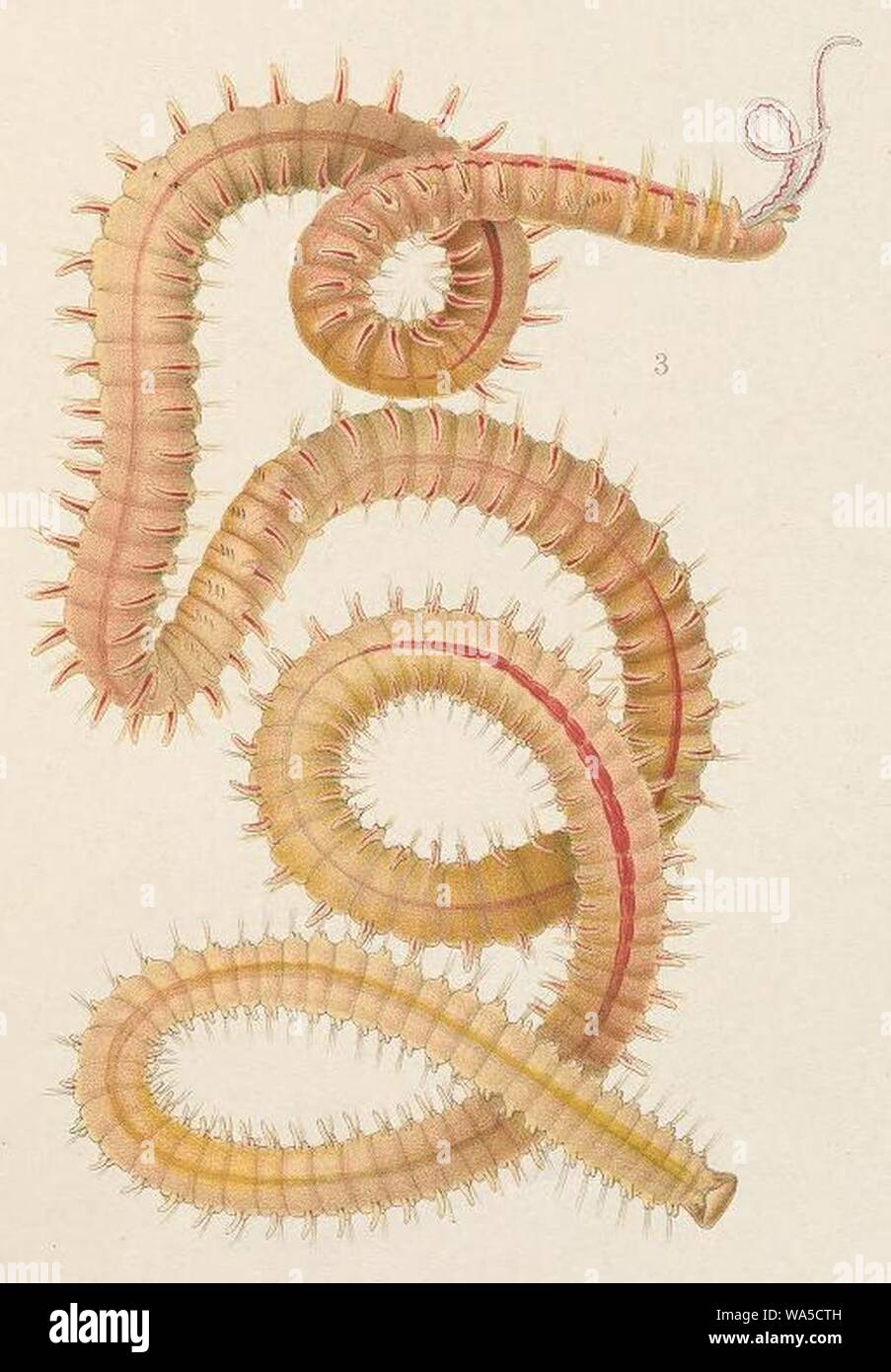 Annelids hi-res stock photography and images - Alamy