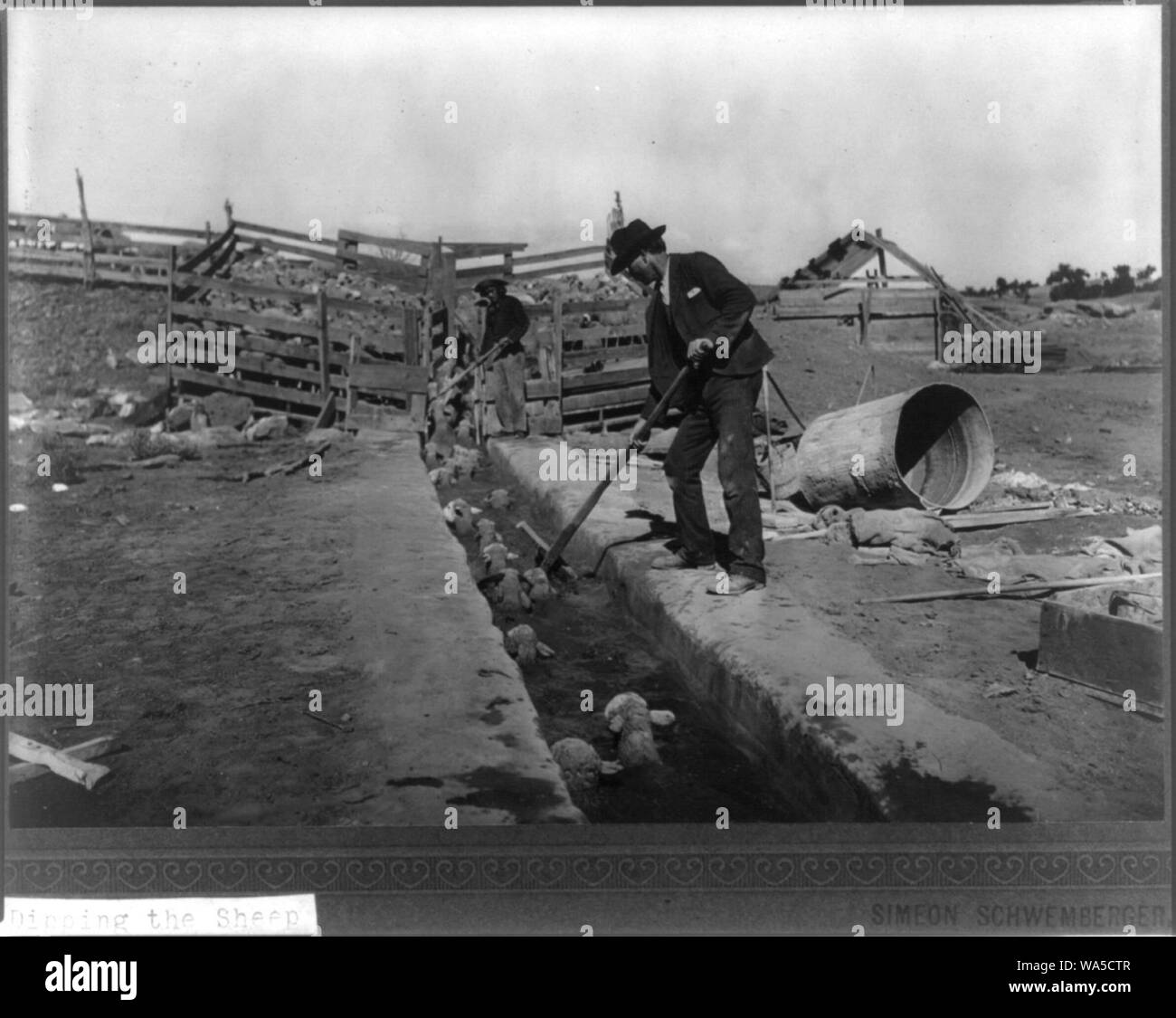 Sheep dipping Black and White Stock Photos & Images - Alamy