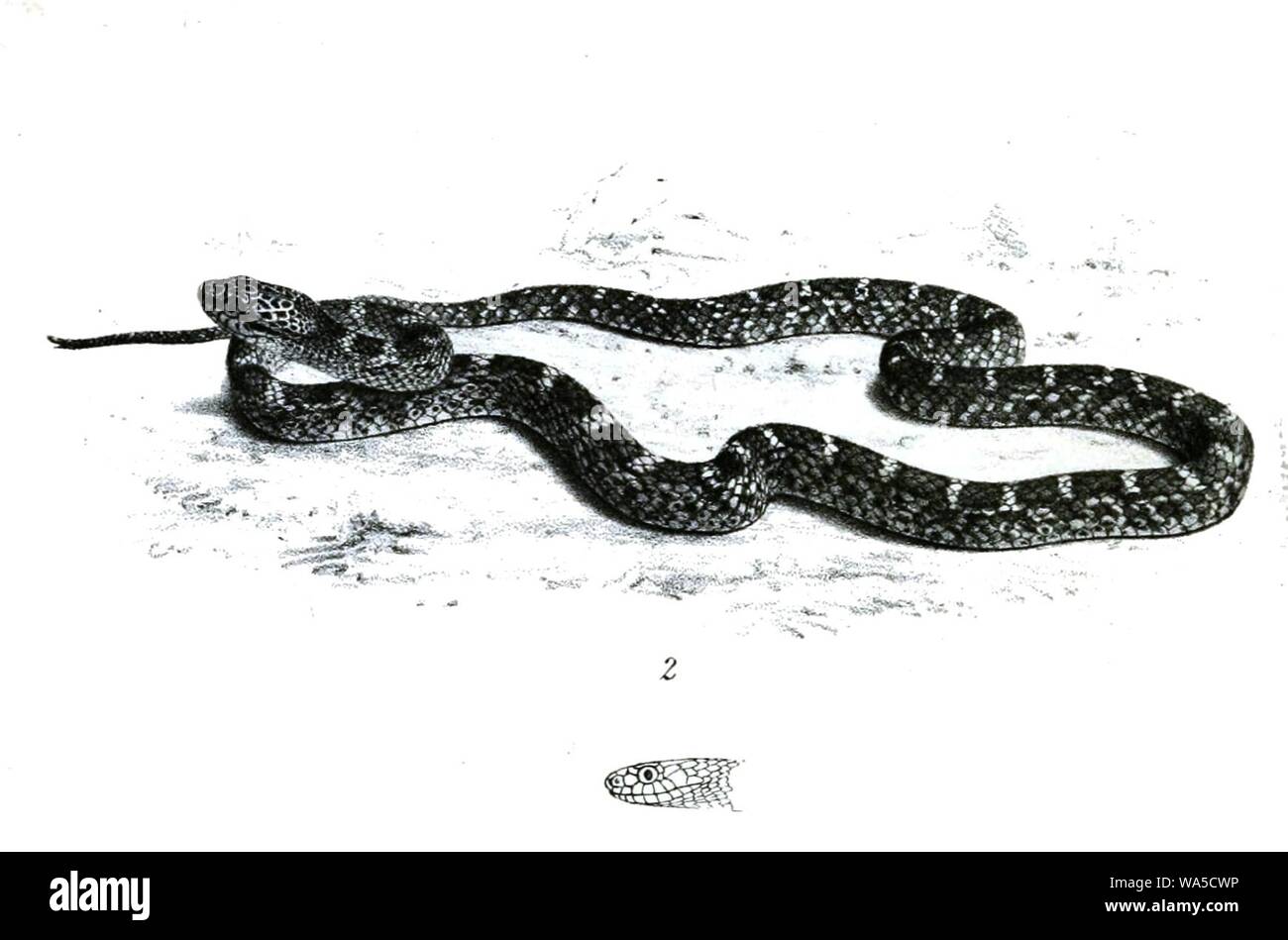 Aulica hi-res stock photography and images - Alamy