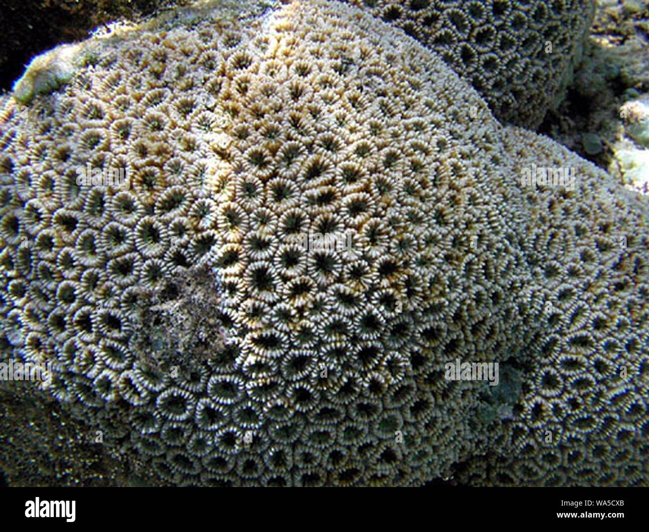 Dipsastraea matthaii colonias Stock Photo - Alamy