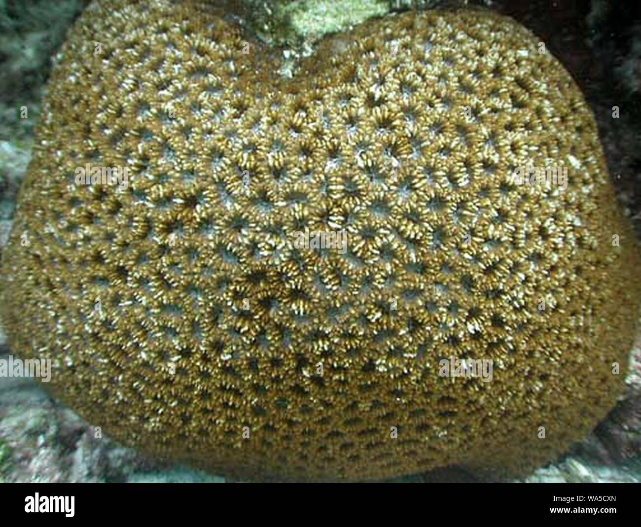 Dipsastraea matthaii colonia Stock Photo - Alamy
