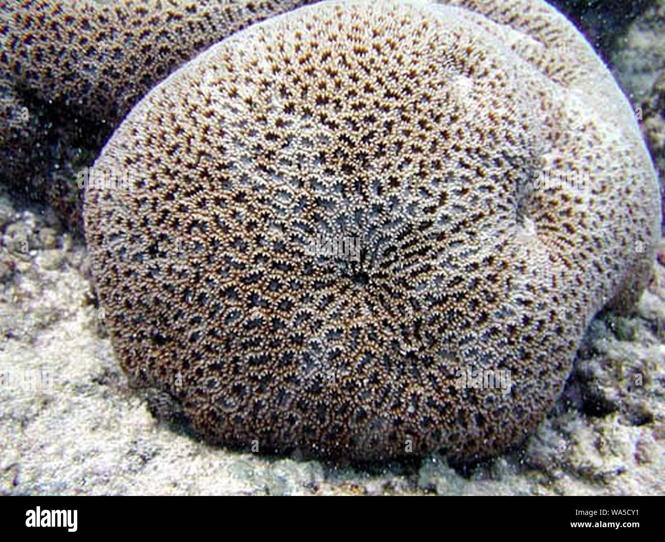 Dipsastraea matthaii Samoa 2 Stock Photo - Alamy