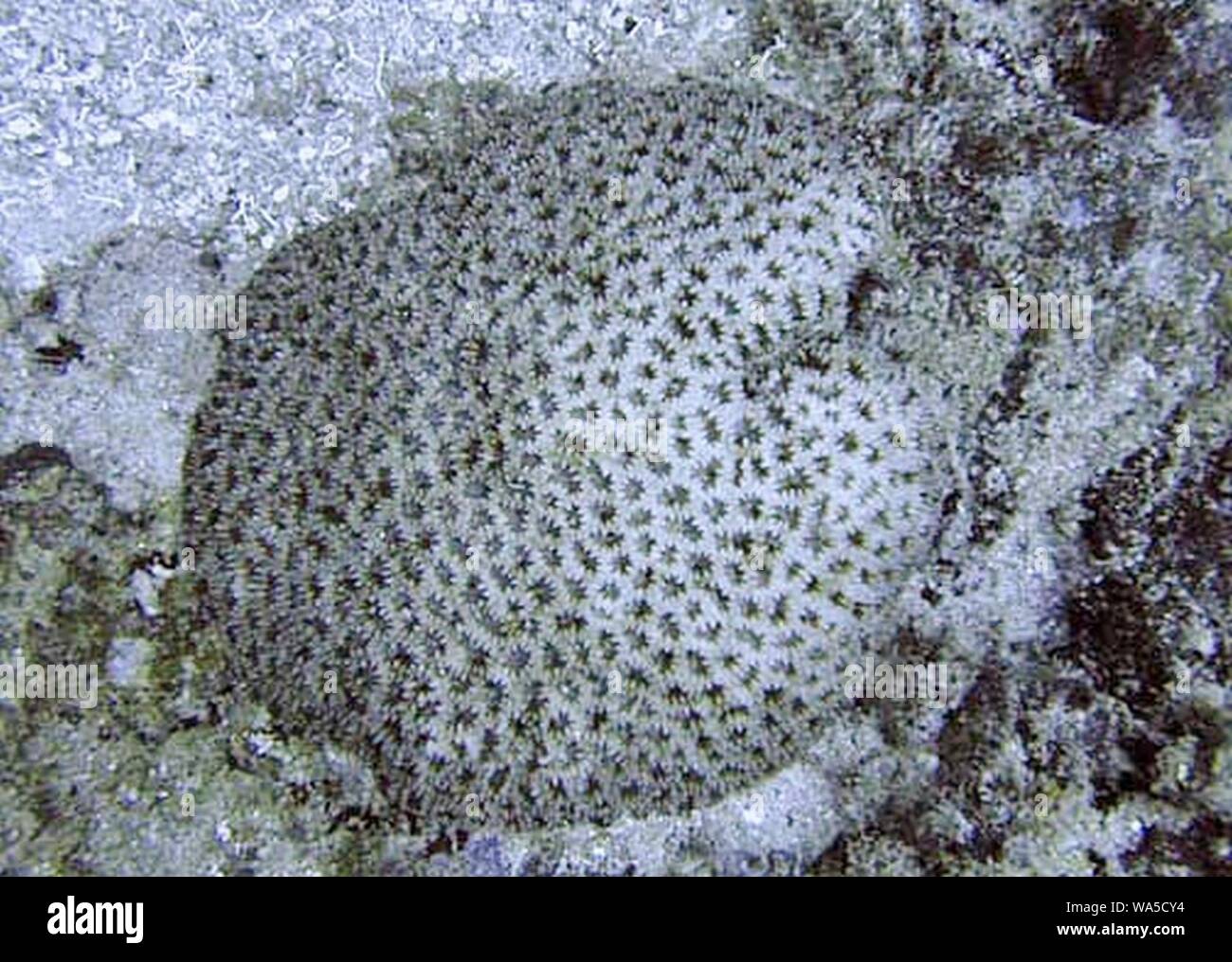 Dipsastraea pallida Samoa Americana Stock Photo - Alamy