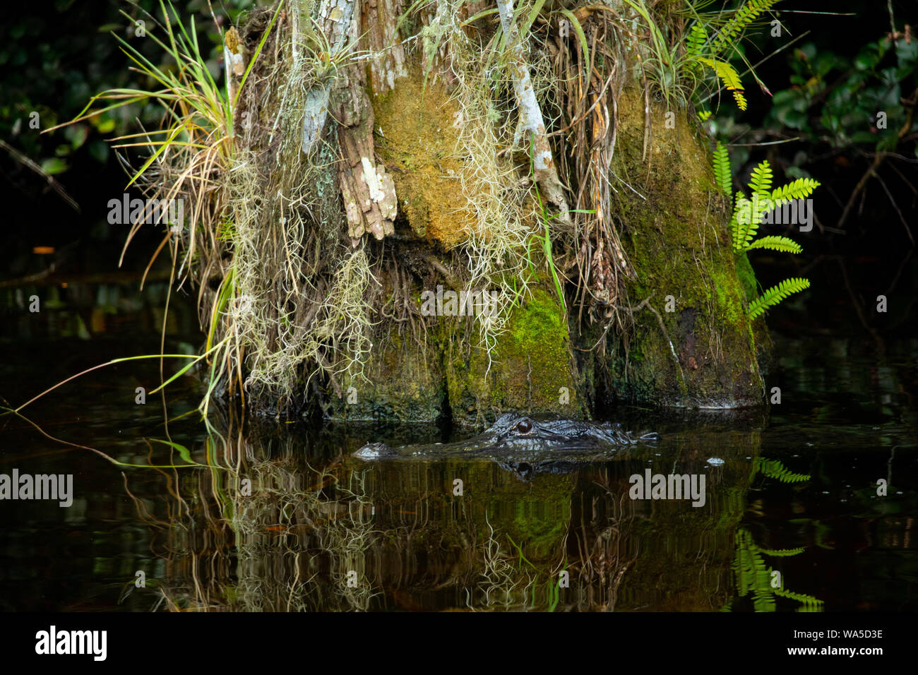 Florida swamp, Everglades National Park. USA Stock Photo - Alamy
